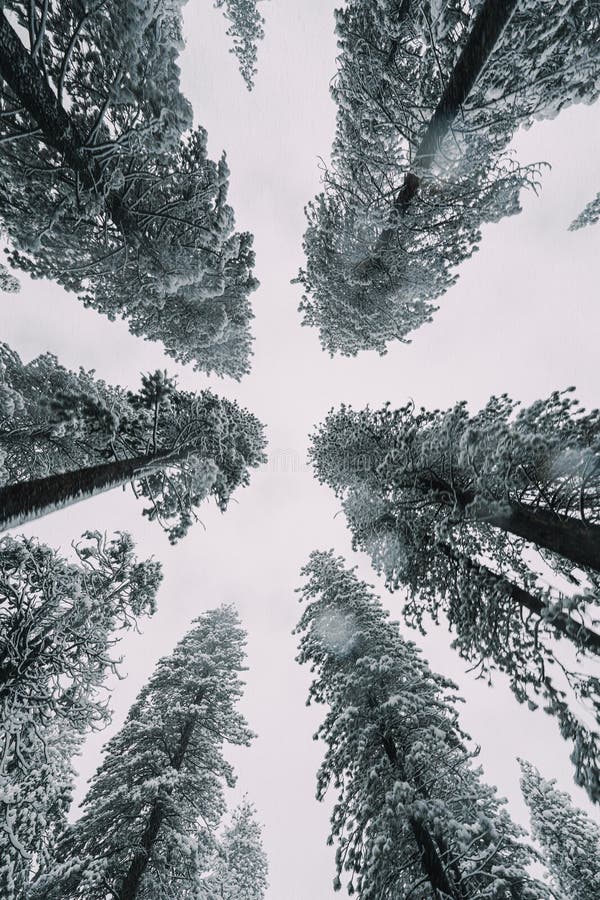 The View from Below of a Snow Covered Pine Tree Canopy Stock Image ...