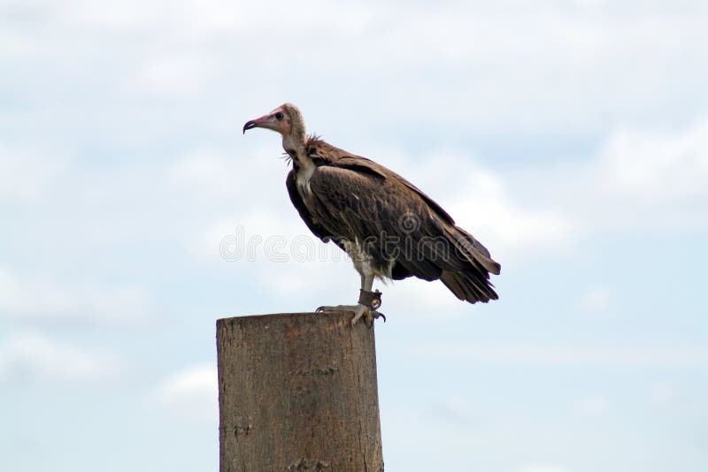 A stunning vulture stock image. Image of lappet, nature - 20410883