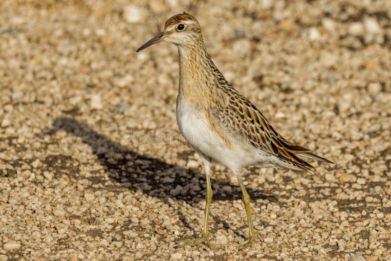 Sharp-tailed Sandpiper in South Australia Stock Photo - Image of imogen ...