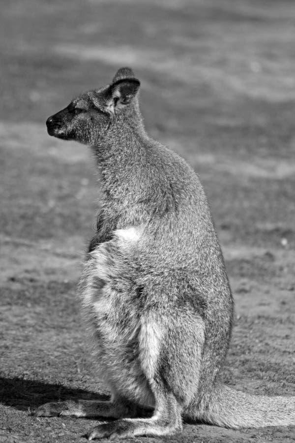 Stunning wallaby stock photo. Image of animal, looking - 22302366