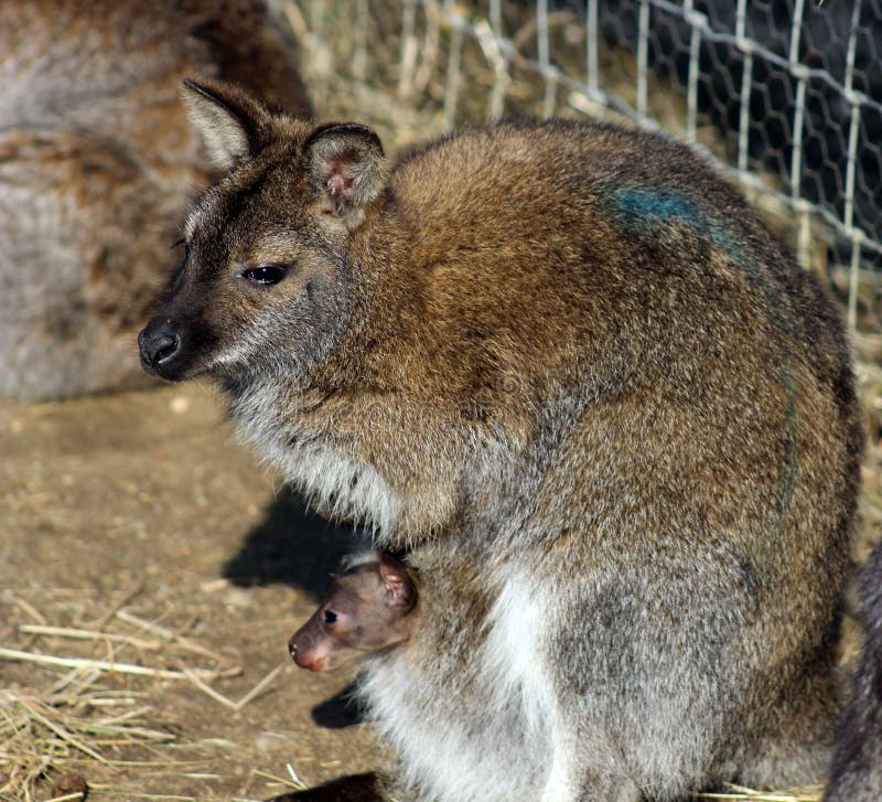 Stunning wallaby stock image. Image of green, herbivore - 29580027