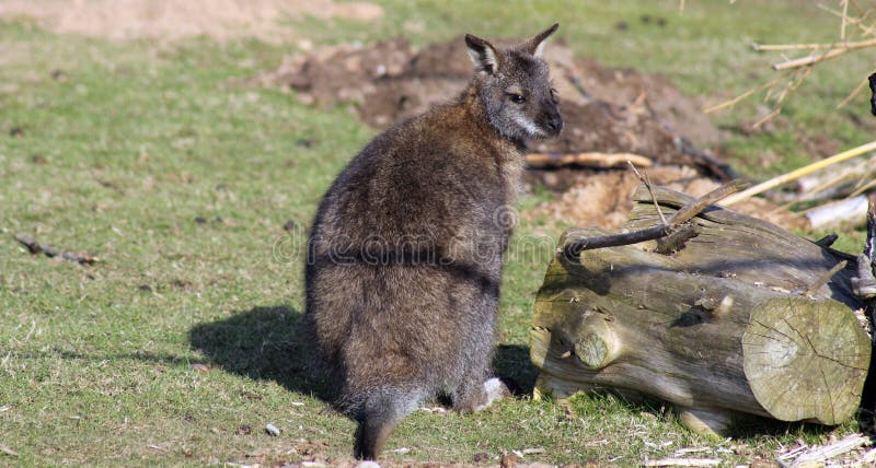 Stunning wallaby stock image. Image of australia, adventure - 29580125