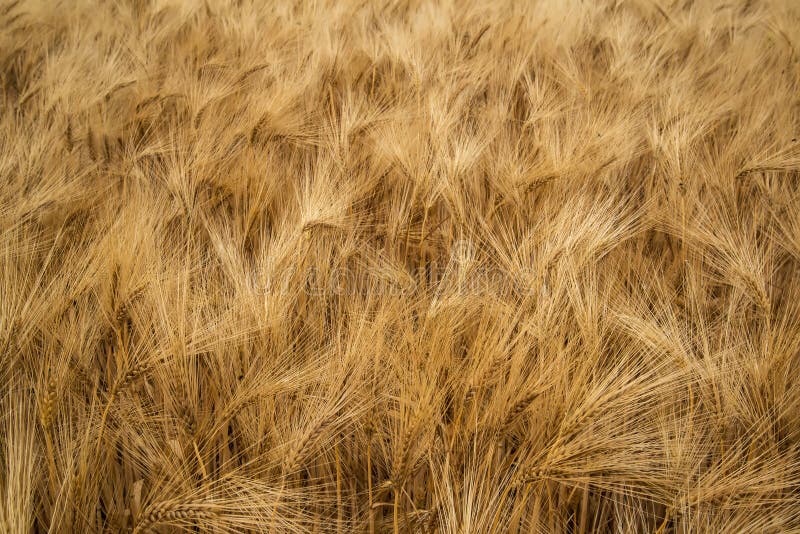 Stunning Wheat Field Landscape in Summer Evening Light Stock Image ...