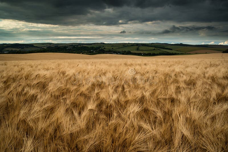 Stunning Wheat Field Landscape Under Summer Stormy Sunset Sky Stock ...