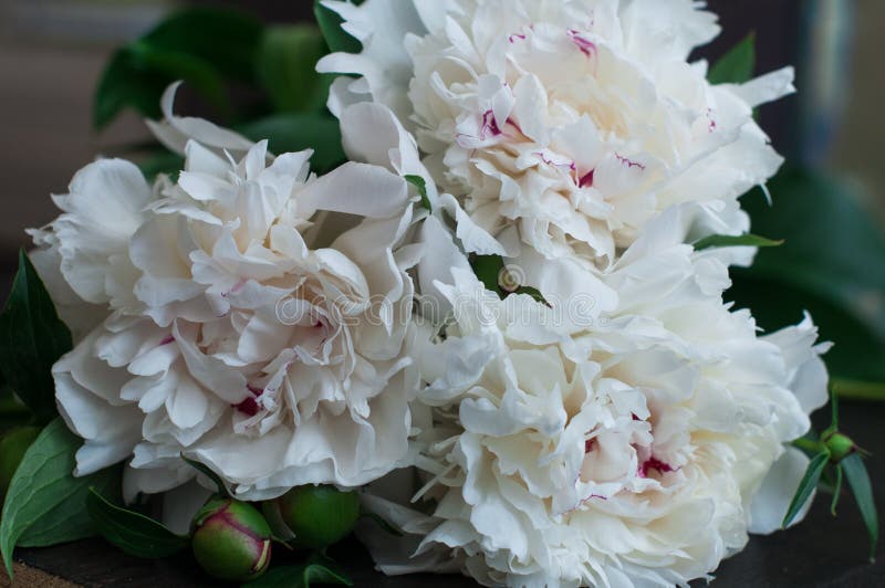 49,387 White Peonies Background Stock Photos - Free & Royalty-Free ...