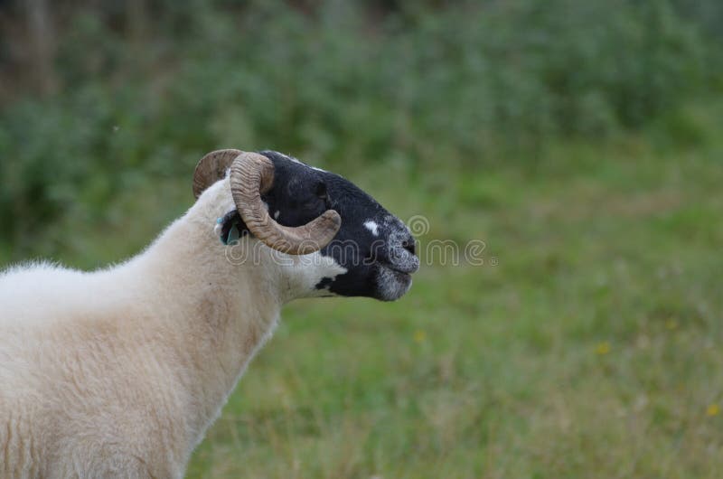 Stunning White Sheep with Spots in Ireland Stock Photo - Image of ...