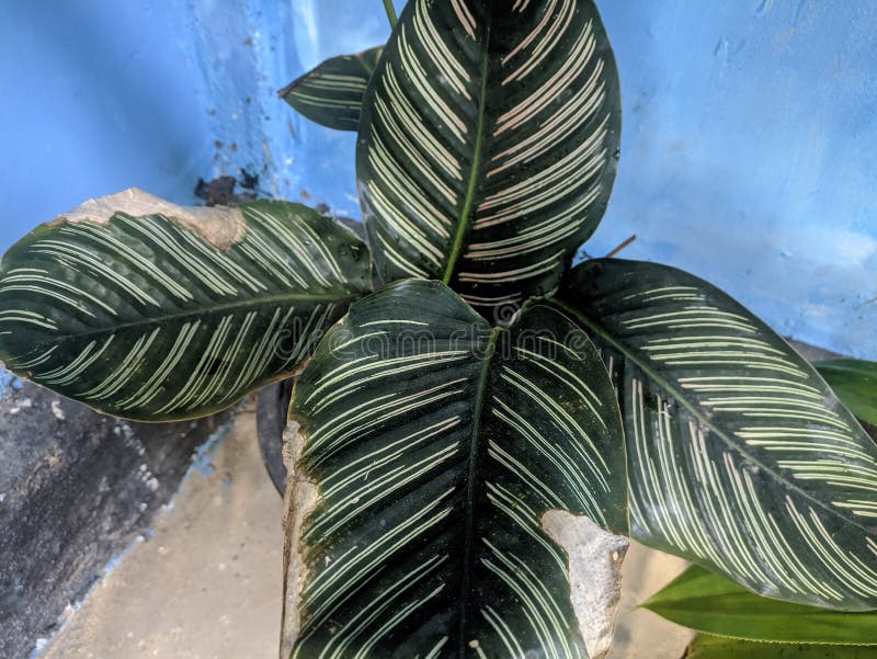 Stunning White Striped Leaves Stock Photo - Image of tree, striped ...