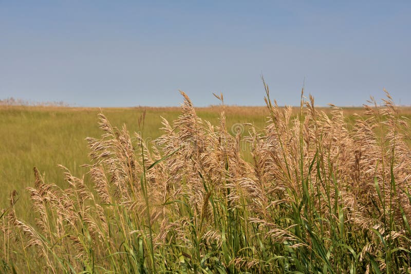 Stunning Wild Field with Grasses and Wheat Growing Stock Photo - Image ...