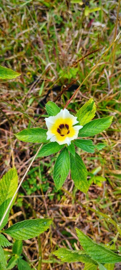 Stunning Wild Flower Part Four Stock Image - Image of wild, four: 289207703