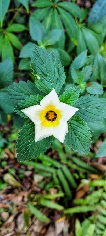 Stunning Wild Flower Part Two Stock Photo - Image of flower, wild ...
