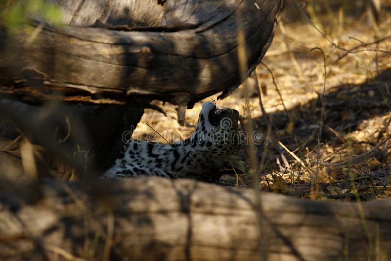 Stunning Wild Leopard in Botwana`s Bush Veld Stock Photo - Image of ...