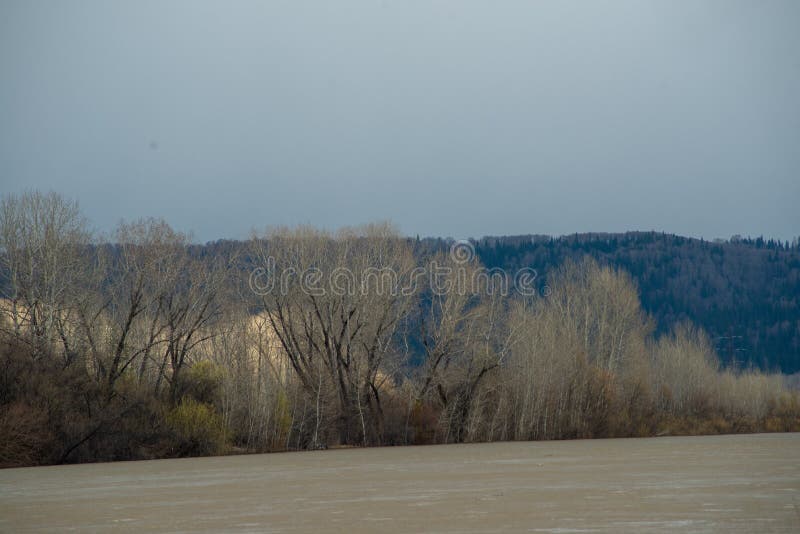 Stunning Wildlife in Early Spring on the Riverbank Stock Photo - Image ...