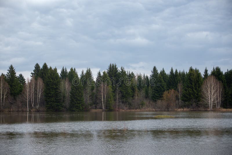 Stunning Wildlife in Early Spring on the Riverbank Stock Image - Image ...