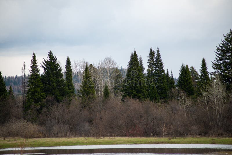 Stunning Wildlife in Early Spring on the Riverbank Stock Image - Image ...