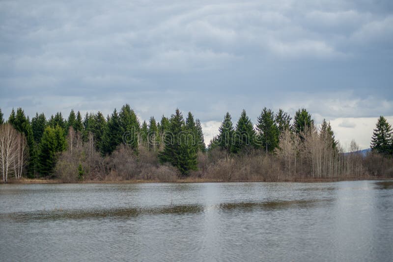Stunning Wildlife in Early Spring on the Riverbank Stock Image - Image ...