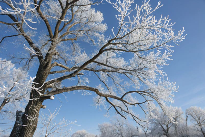 Winter Tree. Winter Lace on Blue Sky Stock Illustration - Illustration ...
