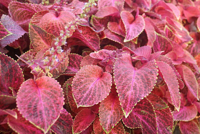 Wizard Velvet Red Coleus Plants Growing at the Backyard Stock Photo ...