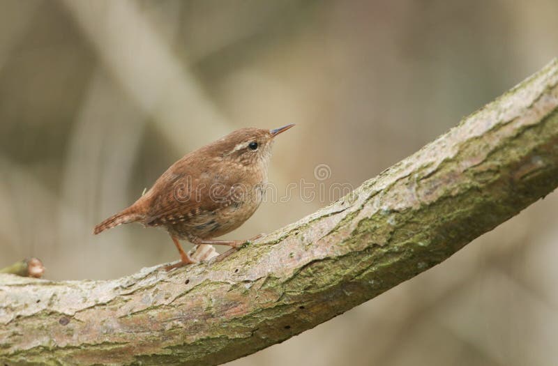 Wren Perching on Branch in Briti Stock Image - Image of green, habitat ...