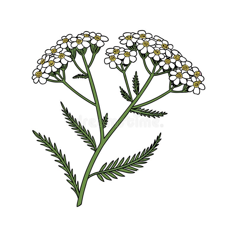 Stunning Yarrow Flower Displaying Bright Colors Stock Image ...