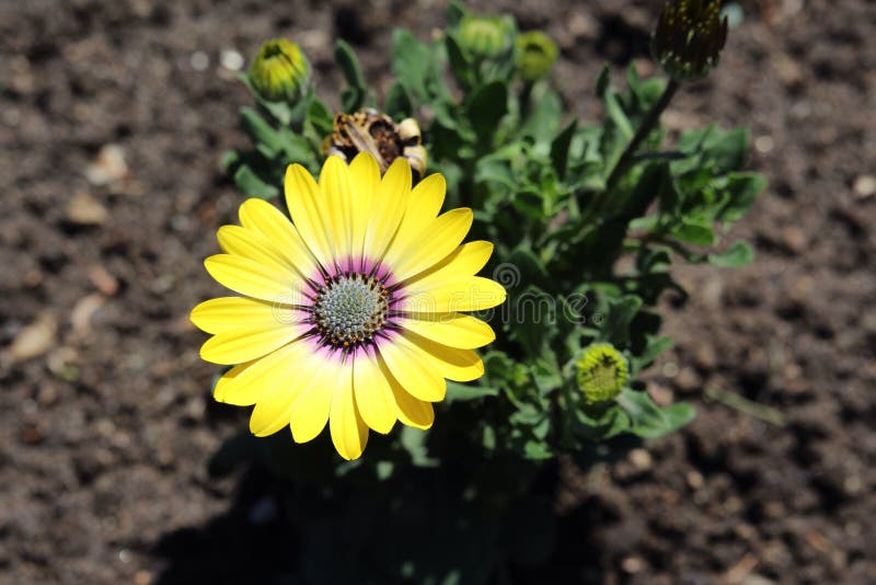 Stunning Yellow African Daisy Stock Image - Image of daisy, yellow ...