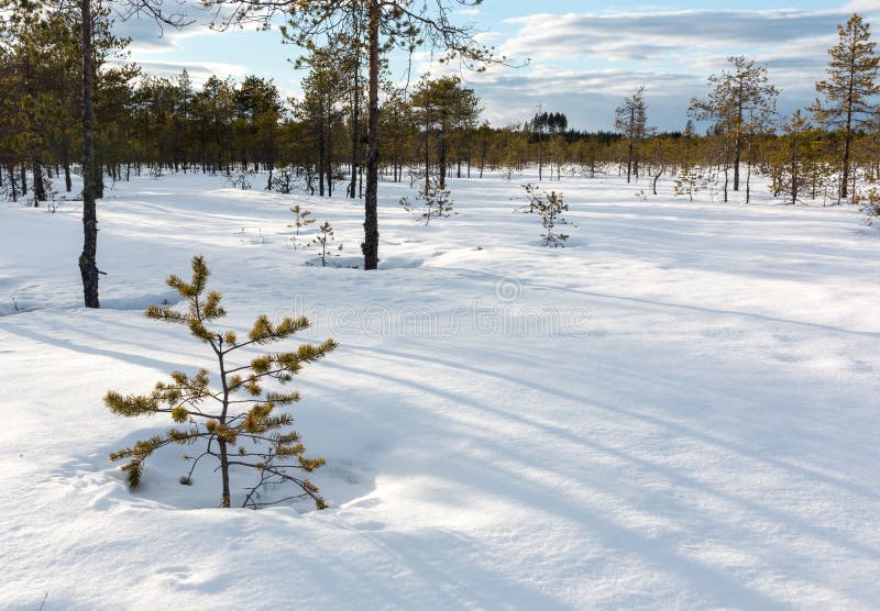 Dwarf Shrub Pine Bog Spring Stock Photos - Free & Royalty-Free Stock ...