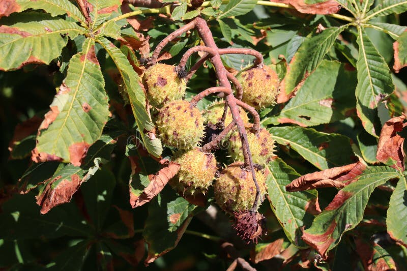 Stunted stock image. Image of rolled, wilted, branch - 333705889