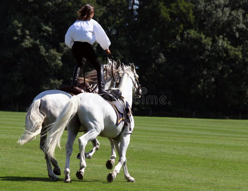 Dood paard stock foto. Afbeelding bestaande uit vriendschap - 2129104