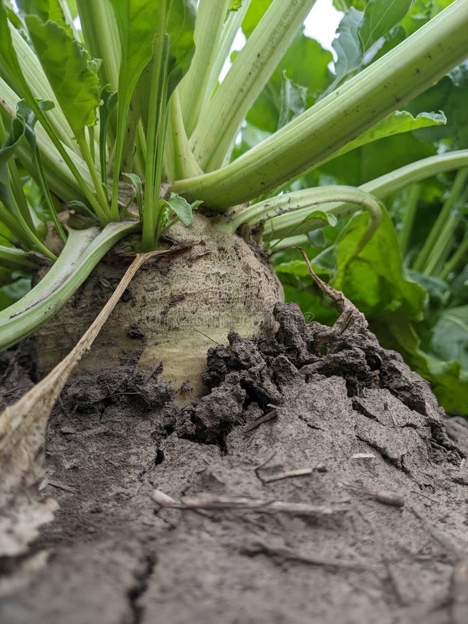 The Sturdy Beetroot Peeks Out of the Ground, Its White Root Filled with ...