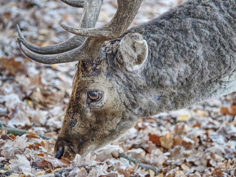 Sturdy Fallow Deer Feeds on Beechnut in Dry Leaves Stock Photo - Image ...