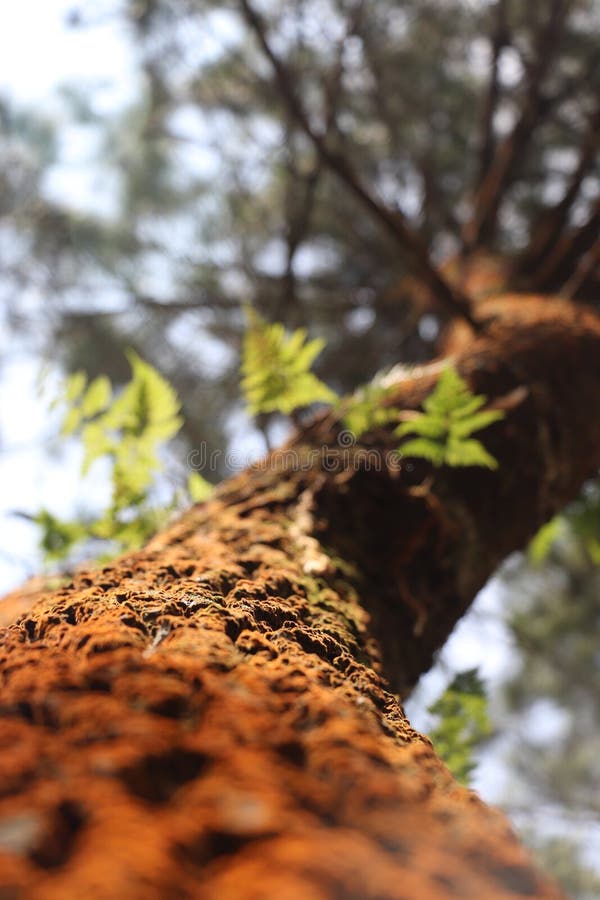 Sturdy Fir tree texture stock photo. Image of woodland - 264457188