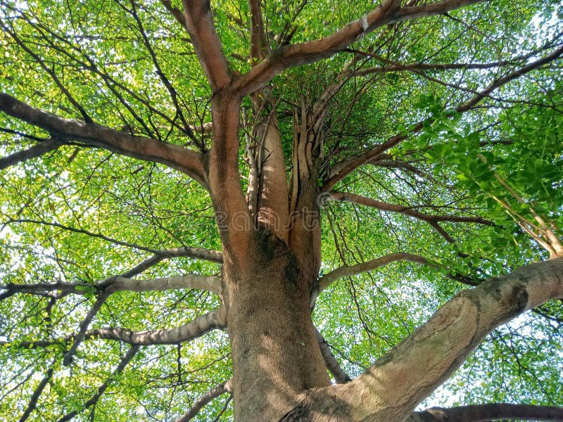 Sturdy and Lush Tree Branches Stock Image - Image of tree, green: 257521031