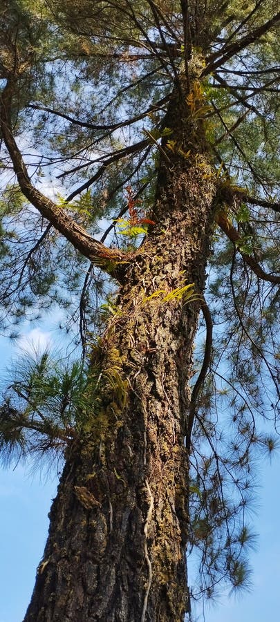 Sturdy Old Pine Trees Standing Under the Blue Sky of Jakarta Indonesia ...