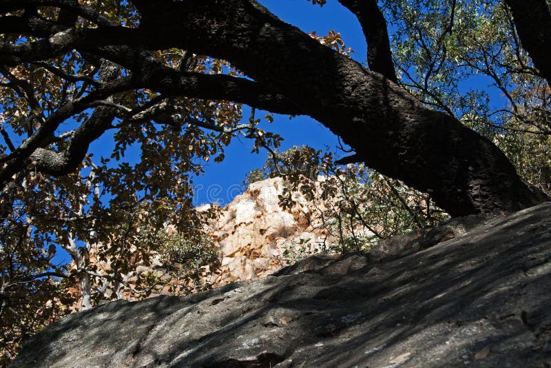 STURDY SLANTED TREE TRUNK LEANING OVER a BOULDER Stock Image - Image of ...