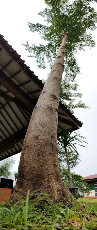 Strong Tree Roots Growing Out of Stone Wall Stock Image - Image of tree ...