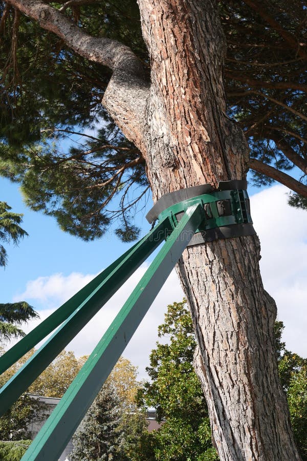 Support Structure Attached To a Tree in a Park Setting Stock Photo ...