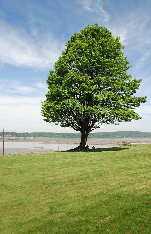 Sturdy Tree stock photo. Image of leaves, lawn, sturdy - 5624948