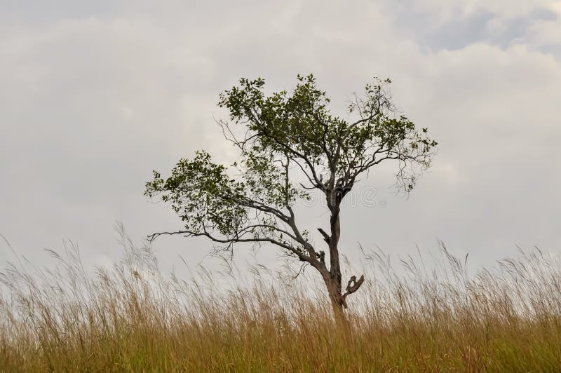 A Sturdy Tree in the Middle of the Weeds Stock Image - Image of prairie ...