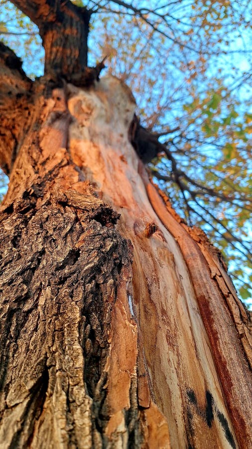 Close-up of a Tree Trunk with Its Bark Stripped Off, from a Bottom-up ...