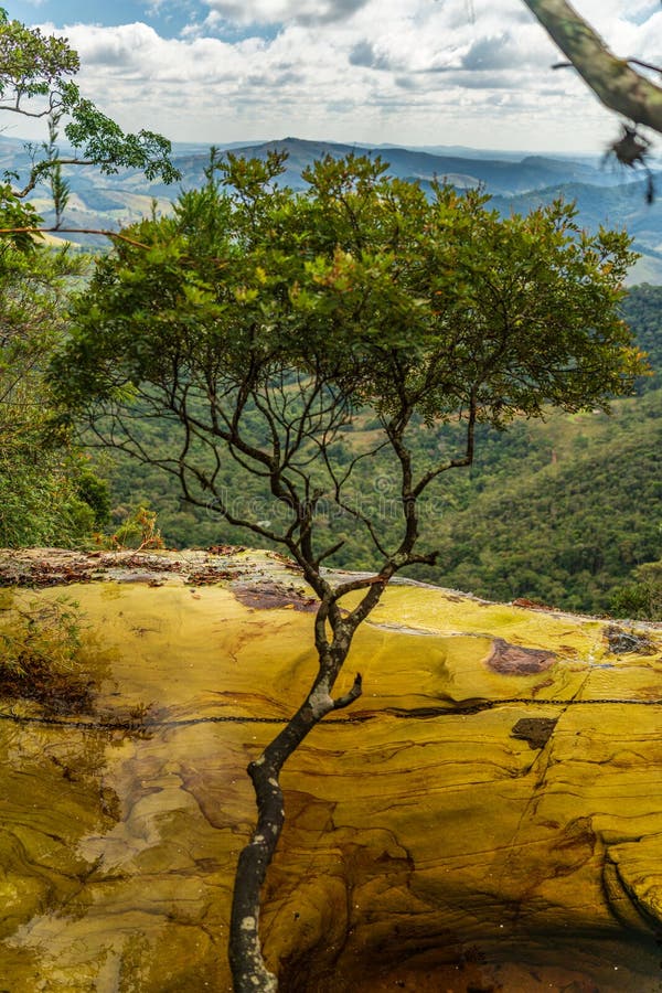 Lonely Tree Standing on the Edge of a Mountain Cliff Stock Photo ...
