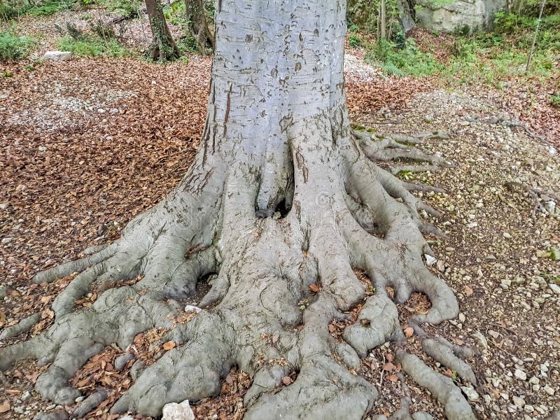 A Sturdy Tree Trunk with Its Gnarled, Visible Roots Presents a ...
