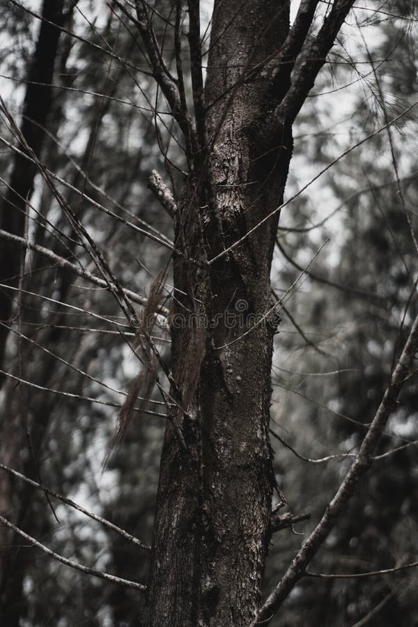 Sturdy Tree Trunks and Lush Leaves Stock Photo - Image of lush, flower ...