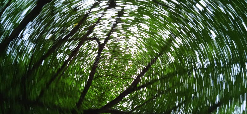 Sturdy Tree Trunks and Lush Leaves and Dimension Stock Image - Image of ...