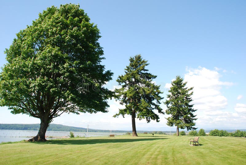Sturdy Trees stock image. Image of park, large, tree, growth - 5625007