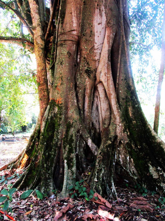 Amazon Rainforest Old Growth Trees Stock Photos - Free & Royalty-Free ...