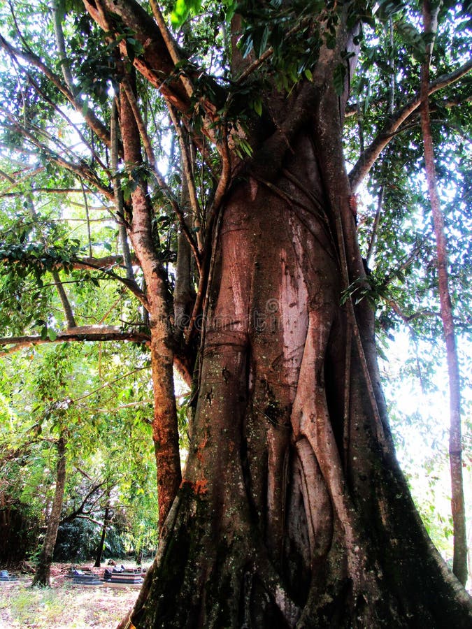 Amazon Rainforest Old Growth Trees Stock Photos - Free & Royalty-Free ...
