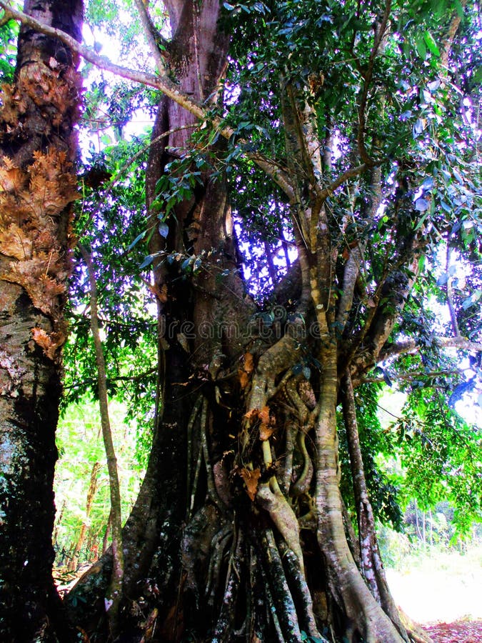 A Very Large and Old Tree that is Hundreds of Years Old in Sumedang ...