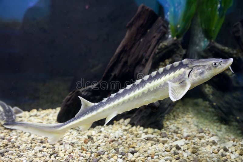 River Sturgeon stock image. Image of caviar, animals, swims - 2027185