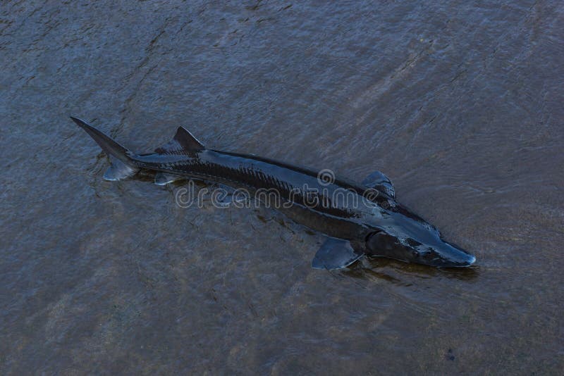 The Sturgeon. Big Fish in the Danube River Stock Photo - Image of catch ...