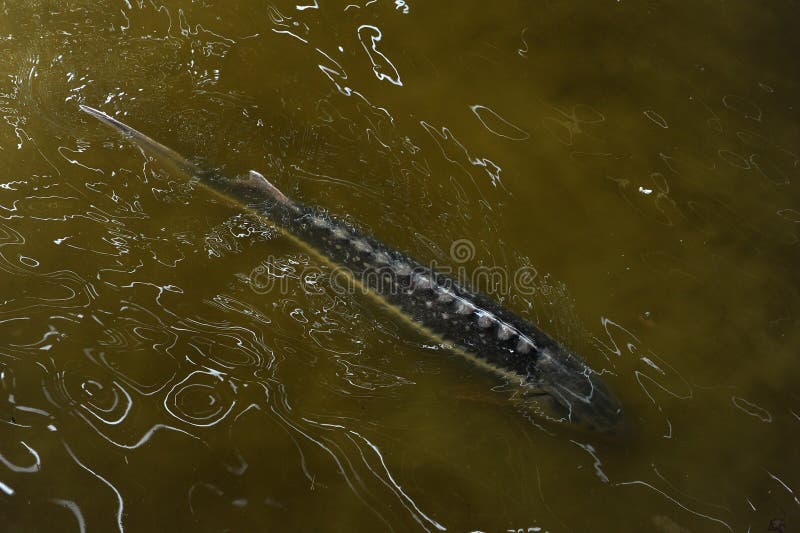 Sturgeon farm stock image. Image of farm, livestock, aquaculture - 48110733