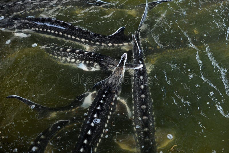 Sturgeon farm stock image. Image of sturgeon, healthy - 48110747